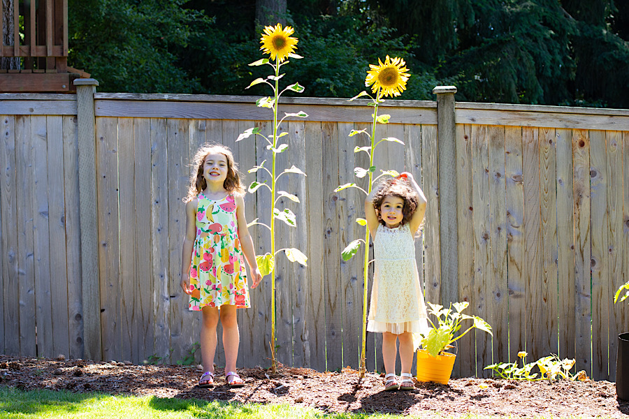measuring the sunflowers. | Life with E L O