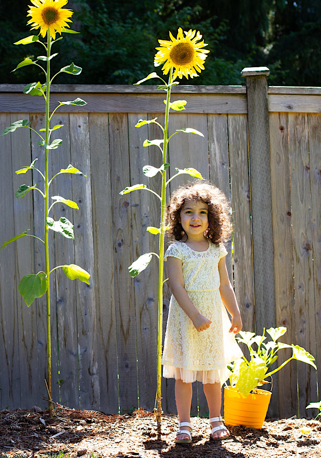 measuring the sunflowers. | Life with E L O